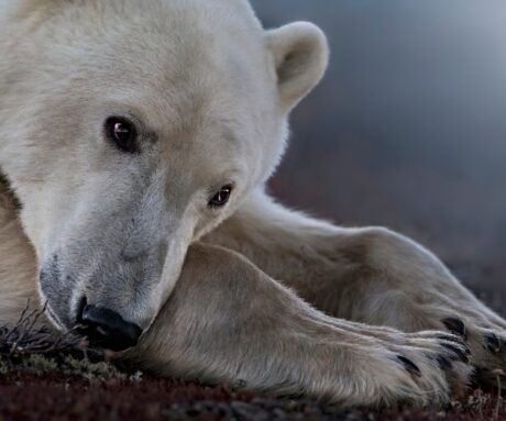 Remembering Bears – luxtraveler.net